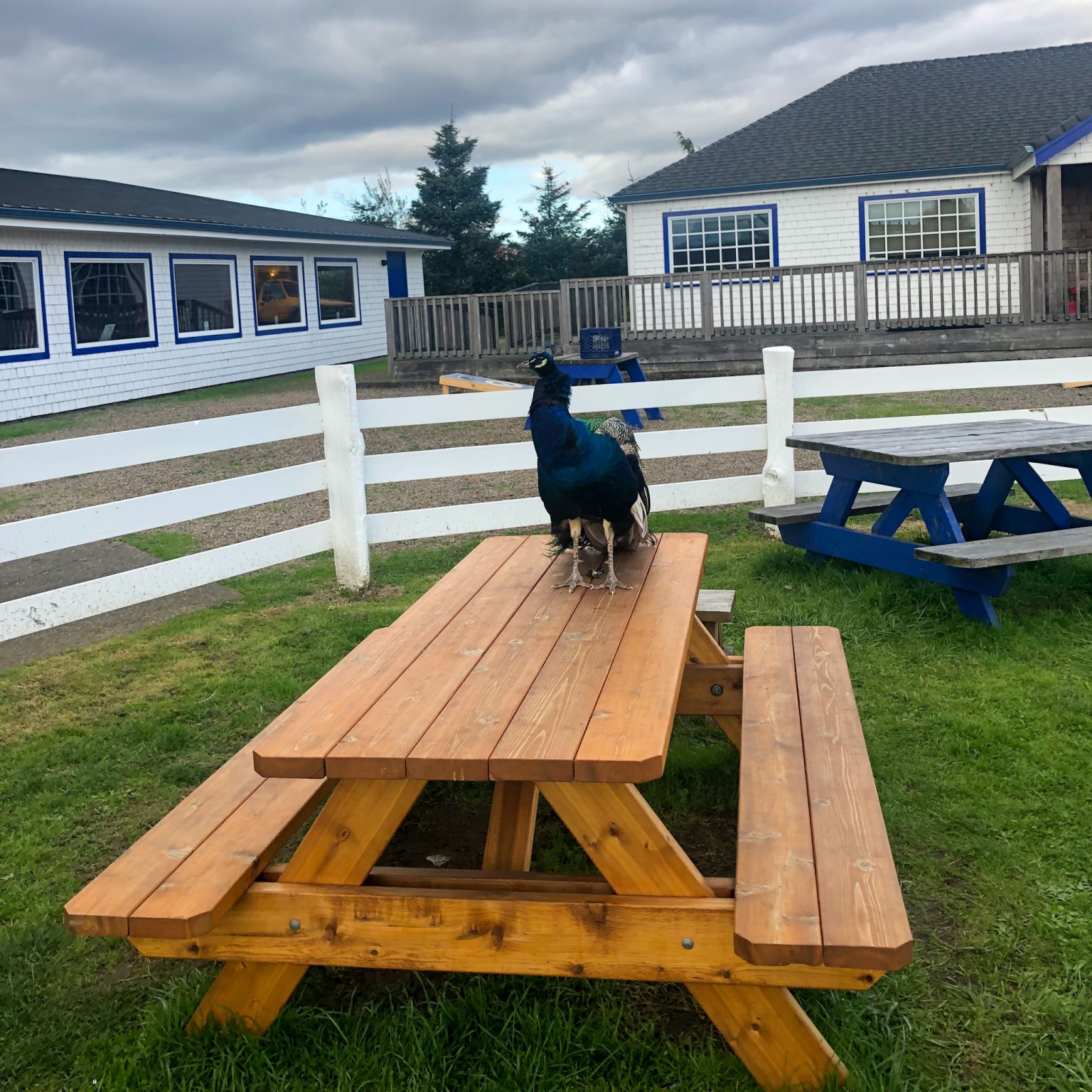 West Coast Road Trip From Seattle to Austin - Travel A-Broads