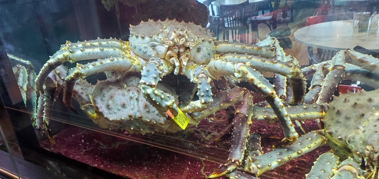 An Awesome Arctic Adventure in Kirkenes, Norway - Travel A-Broads